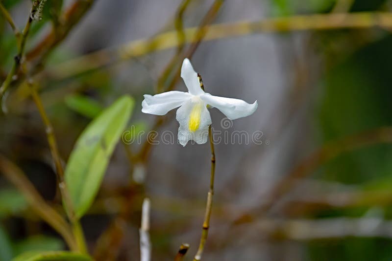 Pigeon Orchid, Dendrobium Crumenatum Stock Photo - Image of root ...