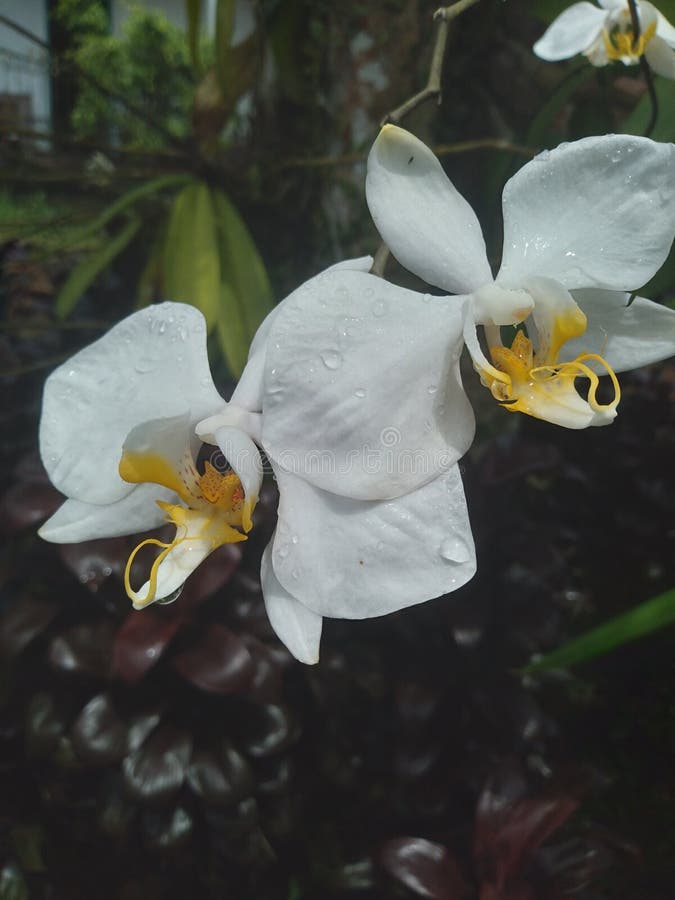 Pigeon Orchid Wild Flower Growing on a Tree Stock Photo - Image of ...