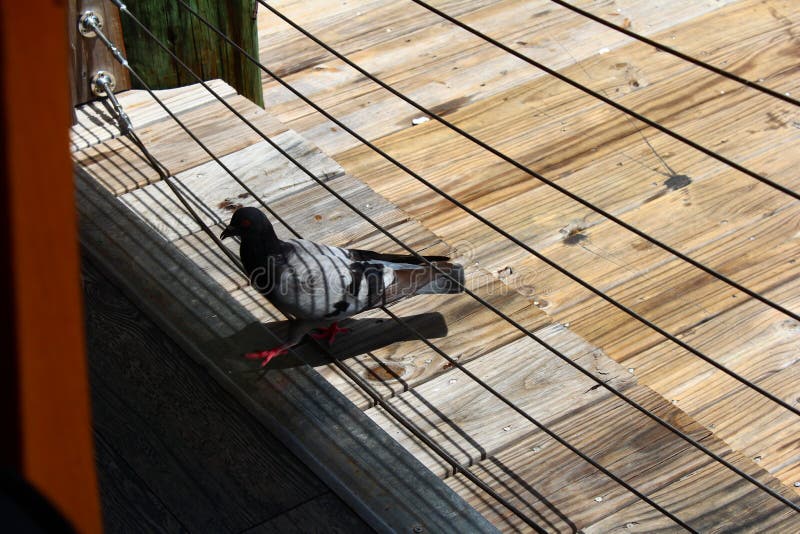Wet Pigeon Outside the Windows in Raindrops Stock Image - Image of ...