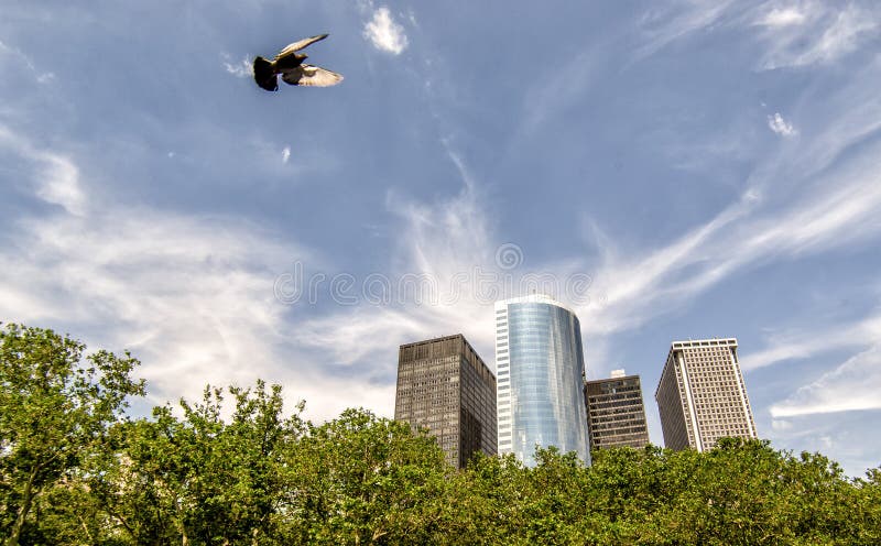 Pigeon over Battery Park stock image. Image of city, pigeon - 95355805