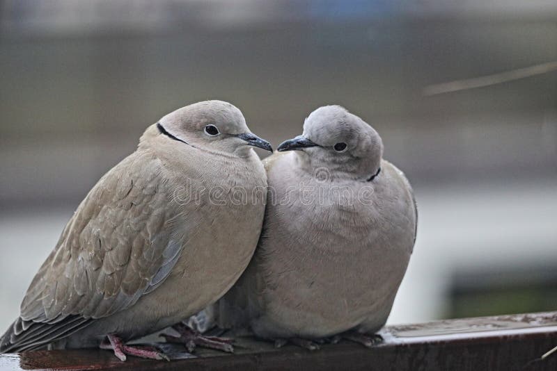 PigeonA Pair of Pigeons Sitting on a Railing, on a Cloudy Rainy Day ...
