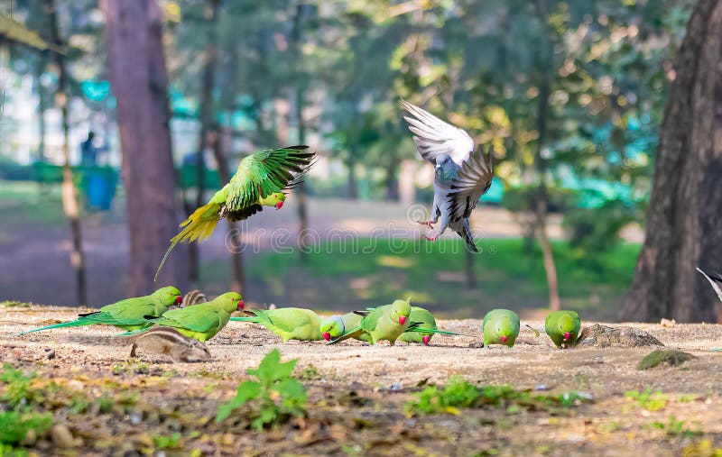 A Pigeon and a Parakeet Landing for Food Stock Image - Image of ...