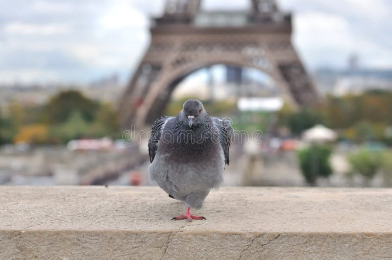Pigeon in Paris stock photo. Image of tower, travel, eiffel - 34929934
