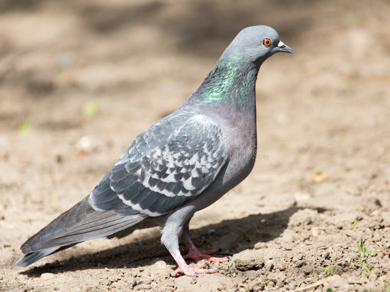 Pigeon in the Park on the Nature Stock Image - Image of wing, outdoor ...