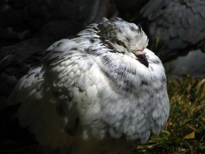 178 Wild Pigeon Sleeping Stock Photos - Free & Royalty-Free Stock ...