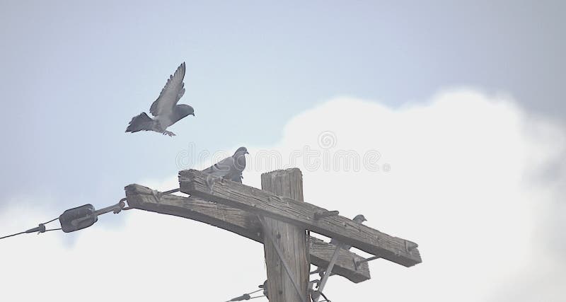 Pigeon Party stock photo. Image of branch, bird, airplane - 244002304