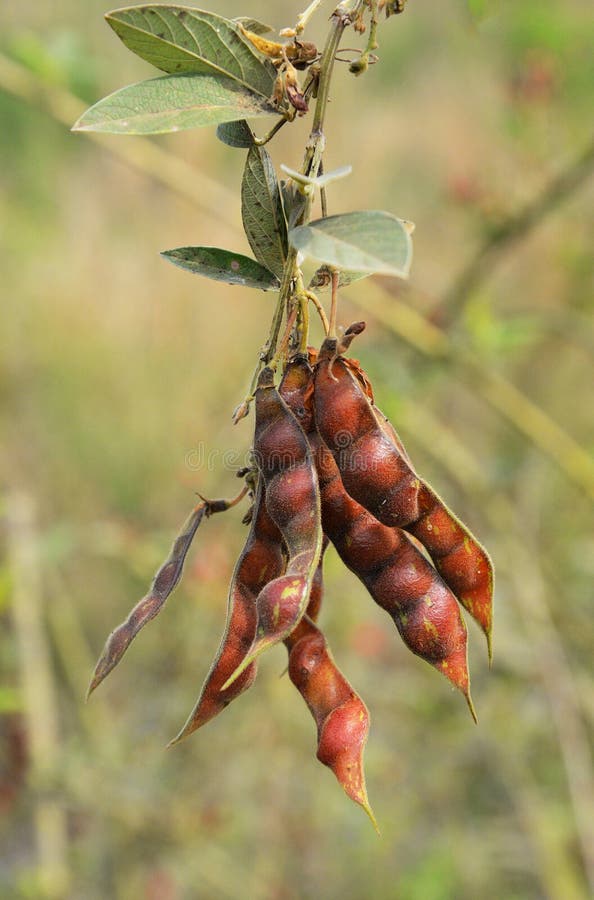 Pigeon Pea Congo Pea Tree Stock Photos - Free & Royalty-Free Stock ...
