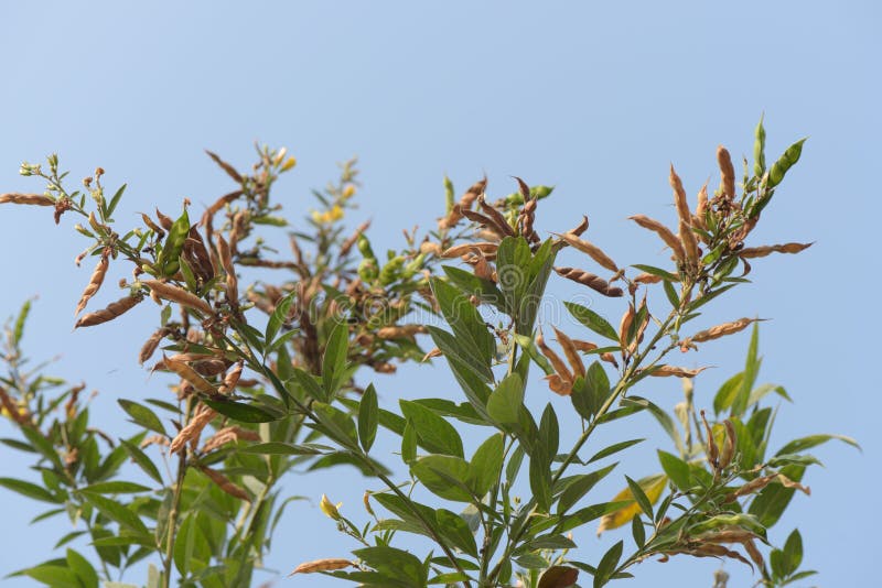Pigeon Pea, Congo Pea, Tree. Stock Photo - Image of food, herbs: 89890068
