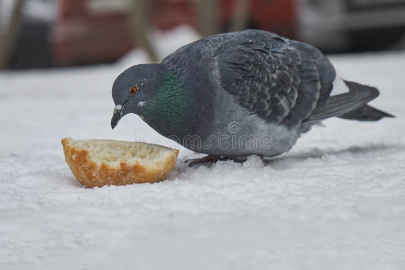 2,278 Pigeon Bread Stock Photos - Free & Royalty-Free Stock Photos from ...