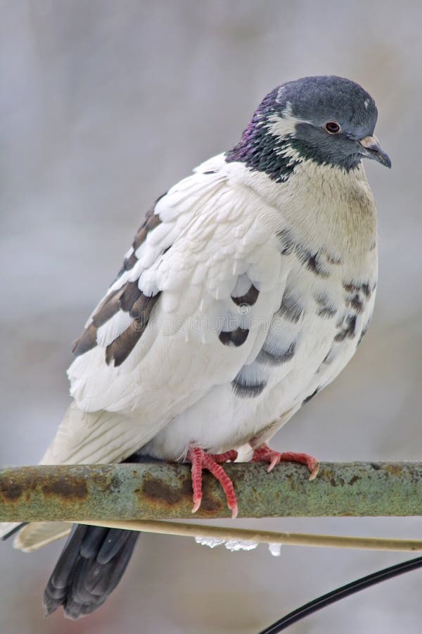Pigeon on a perch stock image. Image of animal, outdoors - 11683467