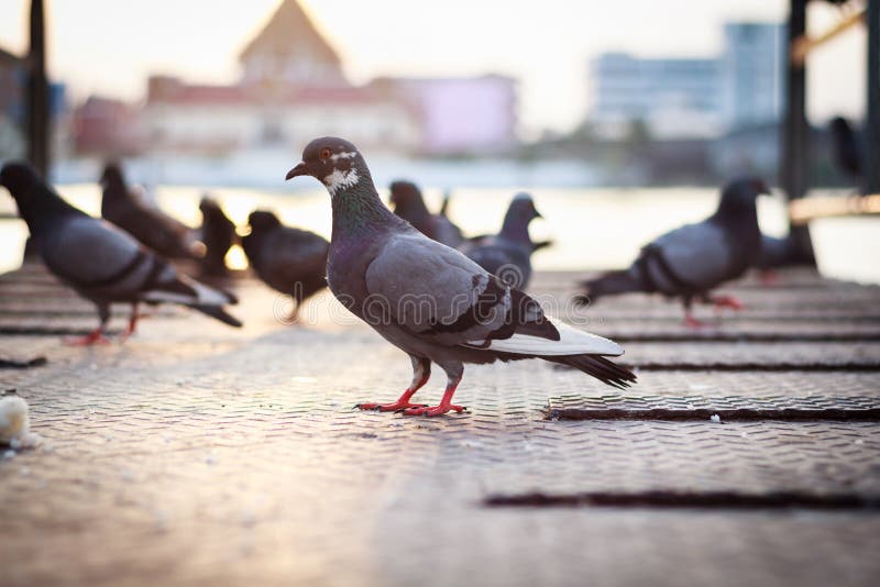 Pigeon perch on boat pier stock photo. Image of beak - 49483732
