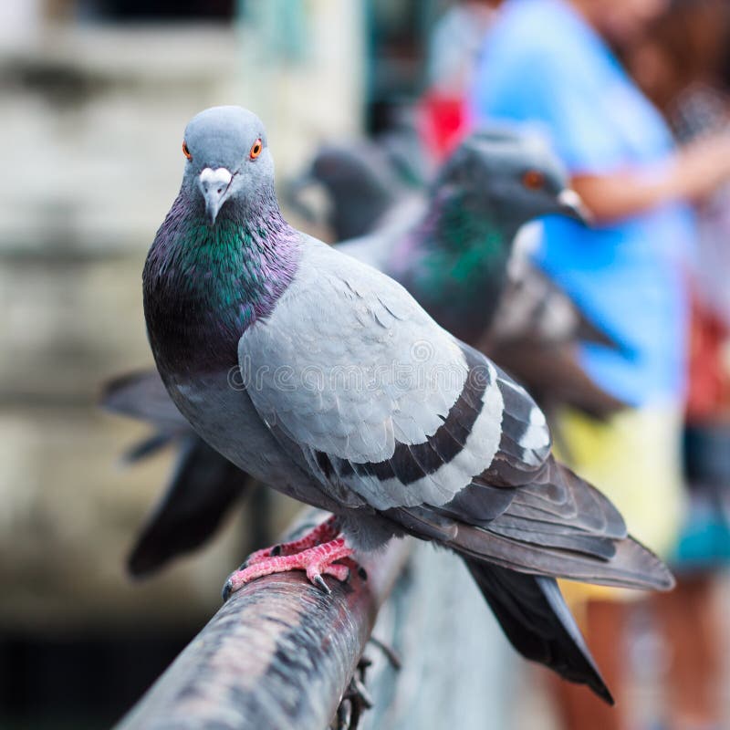 Pigeon perch on a Rack stock image. Image of peace, black - 47964007