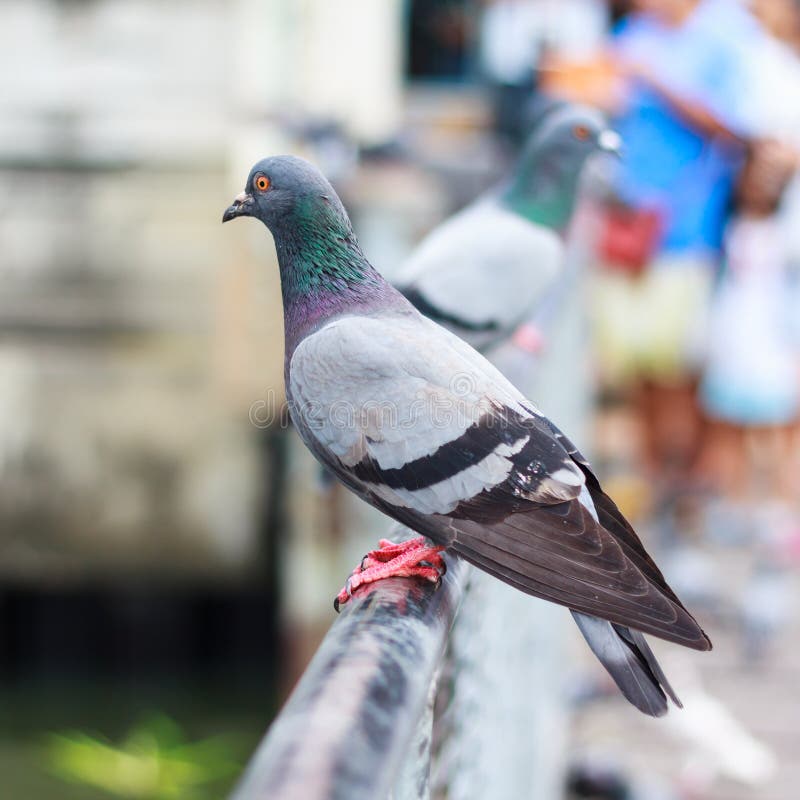 Pigeon perch on a Rack stock photo. Image of avian, portrait - 47964508