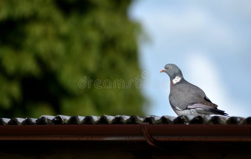 Pigeon Perch on the Roof of the House Stock Image - Image of bird ...