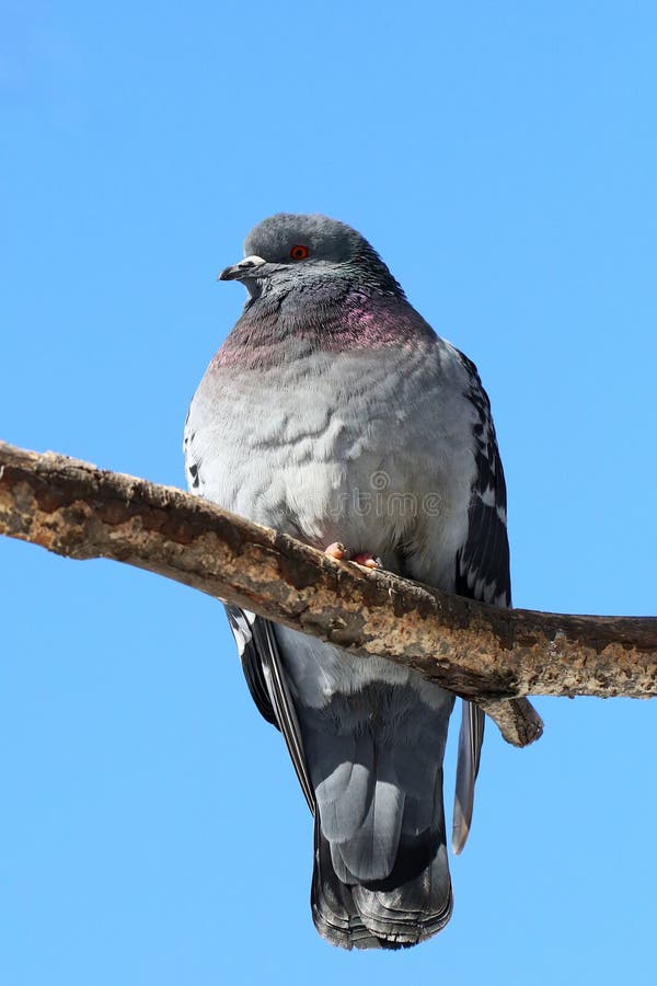 Pigeon stock photo. Image of blur, horizontal, bare, daylight - 50389972