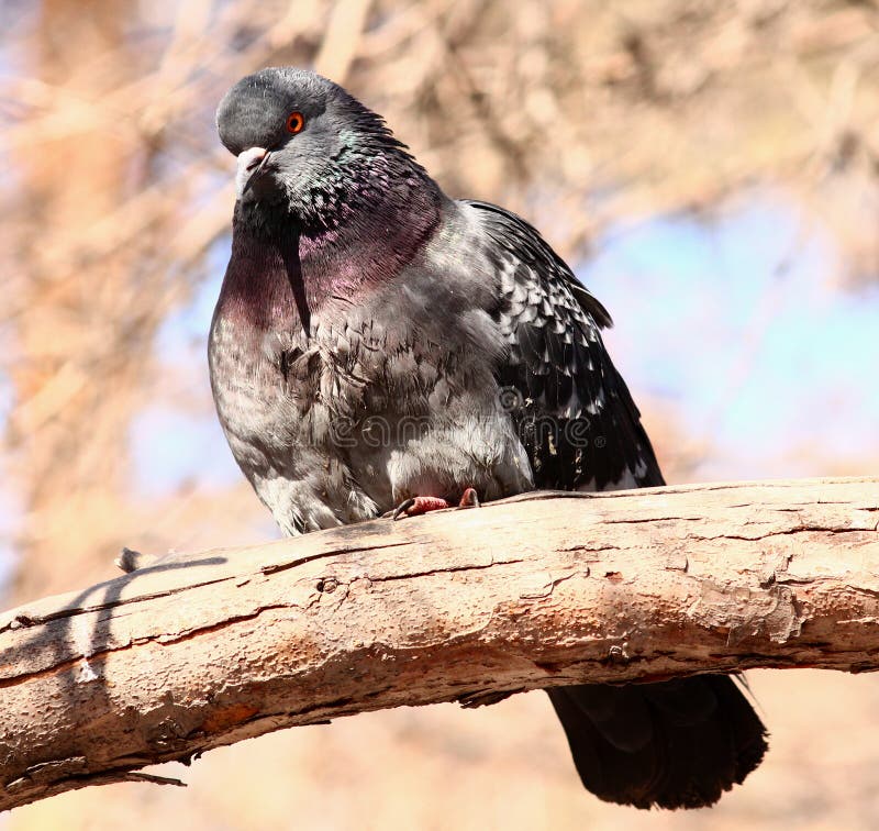 Pigeon stock image. Image of imagine, green, bright, blur - 51249343