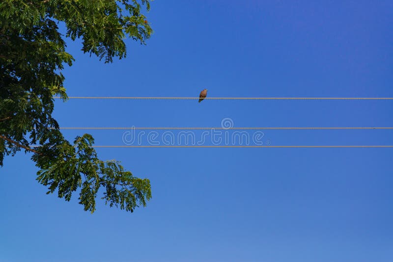 Bird Perched on Electric Cable Wires with Blue Sky. Stock Image - Image ...