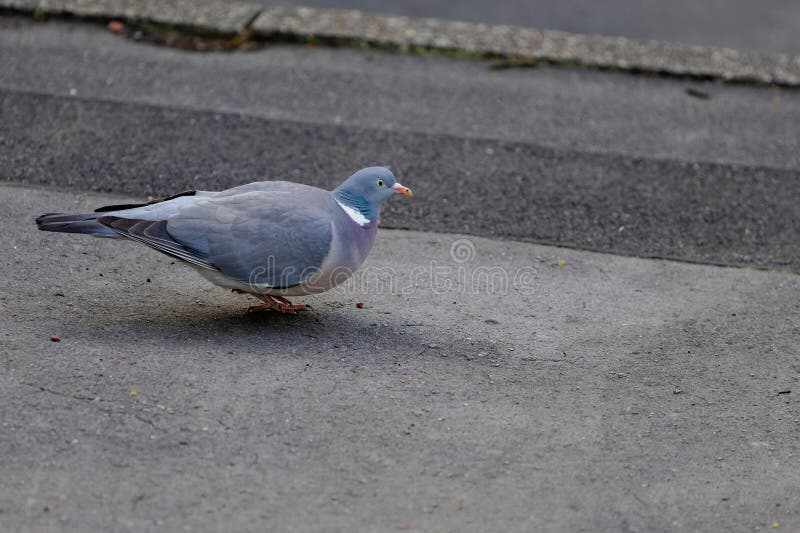 Pigeon Perched on Ground Close-up Portrait, Birds Stock Image - Image ...