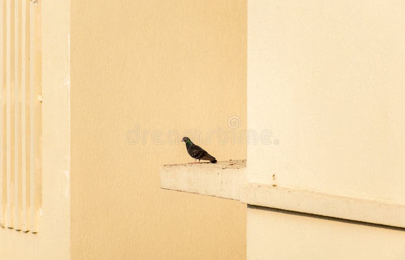 A Pigeon Perched on the Ledge of a High Rise Building in Suburban ...