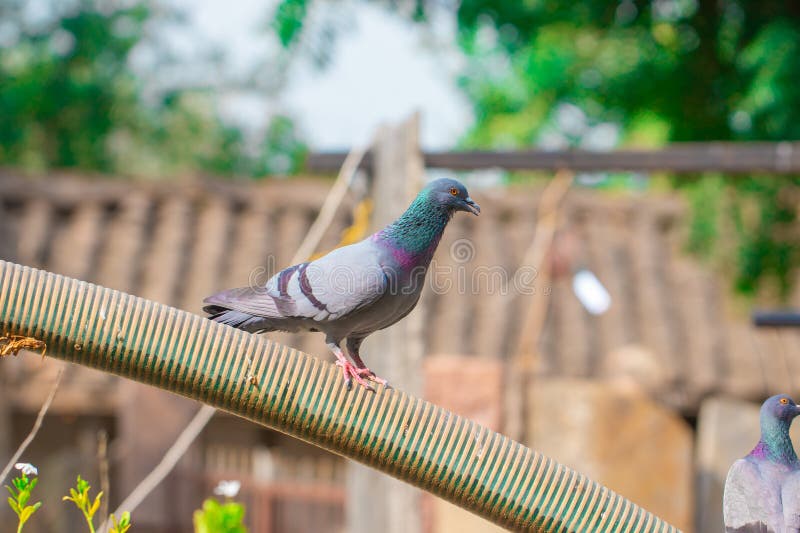 Pigeon Perched on a Pipe in a Rustic Garden Setting Stock Image - Image ...