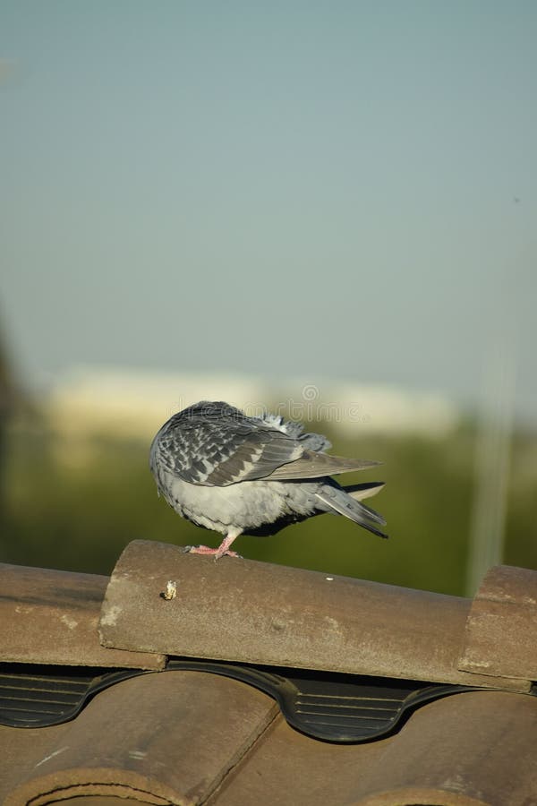 Pigeon perched on a roof stock image. Image of wildlife - 276187419
