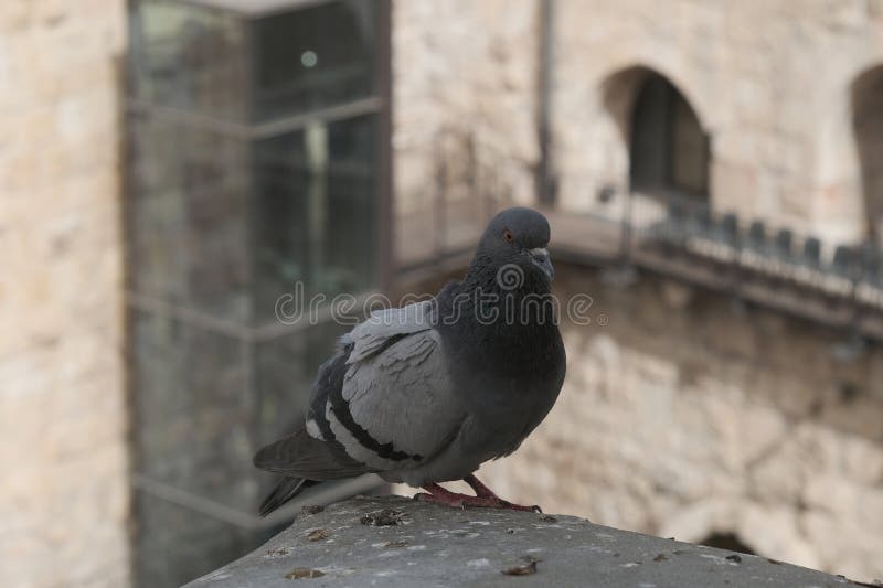 Pigeon Perched on Stone Ledge Stock Image - Image of natural, sitting ...