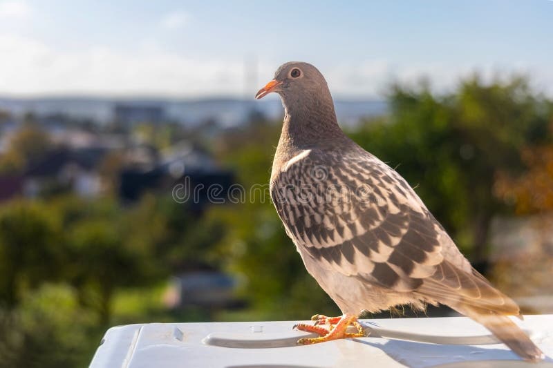 Pigeon Perched in the Sunlight. a Pigeon Calmly Perched on a Surface ...