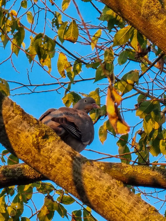 A Pigeon is Perched on a Tree Branch Stock Image - Image of summer ...
