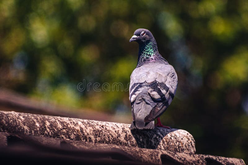 Pigeon Perched on a Tree Log in a Park Stock Photo - Image of garden ...
