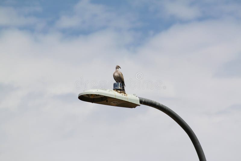 Pigeon on a post stock image. Image of flight, clouds - 163121517
