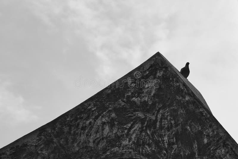 Pigeon perching on roof stock photo. Image of pigeon - 266642372