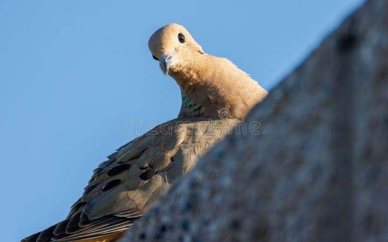 Pigeon perching on wall stock photo. Image of looking - 261767538