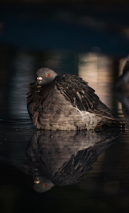 Pigeon perching on water stock photo. Image of reflection - 269204680