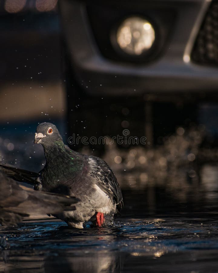 Pigeon perching on water stock image. Image of wild - 269204693