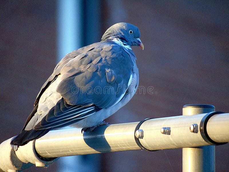 Petching Stock Photos - Free & Royalty-Free Stock Photos from Dreamstime