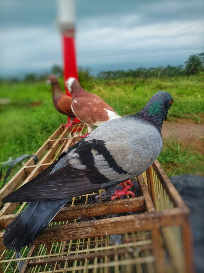 Pigeon photo stock photo. Image of beak, nature, feather - 300094134