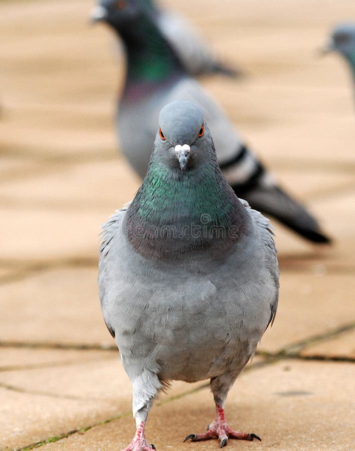 86,505 Pigeon Photos - Free & Royalty-Free Stock Photos from Dreamstime