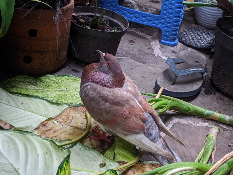 Pige Pigeon Stock Photos - Free & Royalty-Free Stock Photos from Dreamstime