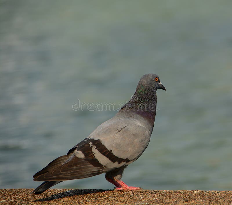 Pigeon stock photo. Image of dove, chordata, birds, including - 67140096