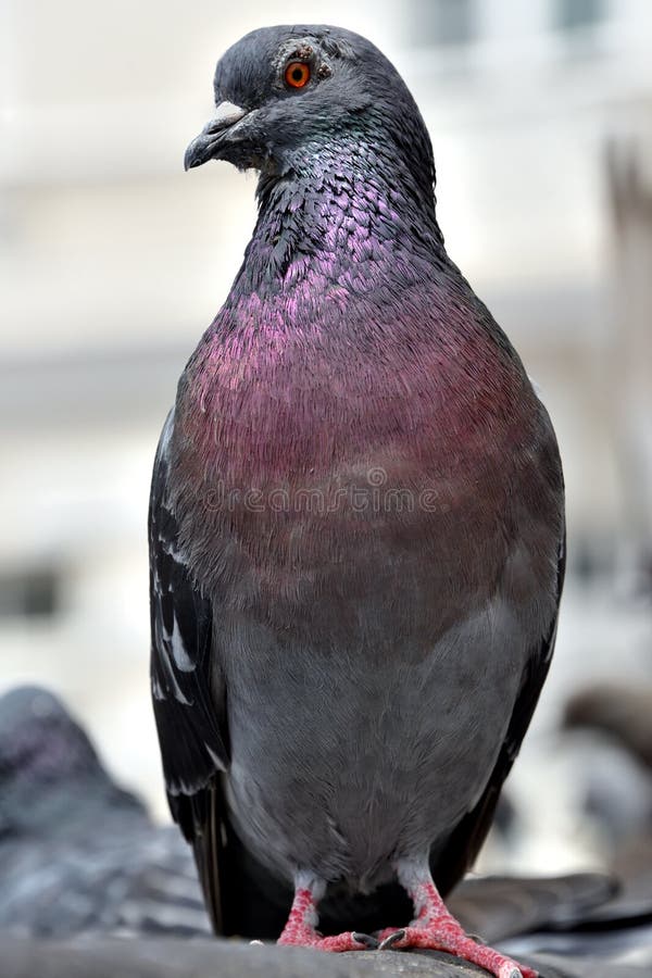 Pidgeon Family Stock Photos - Free & Royalty-Free Stock Photos from ...