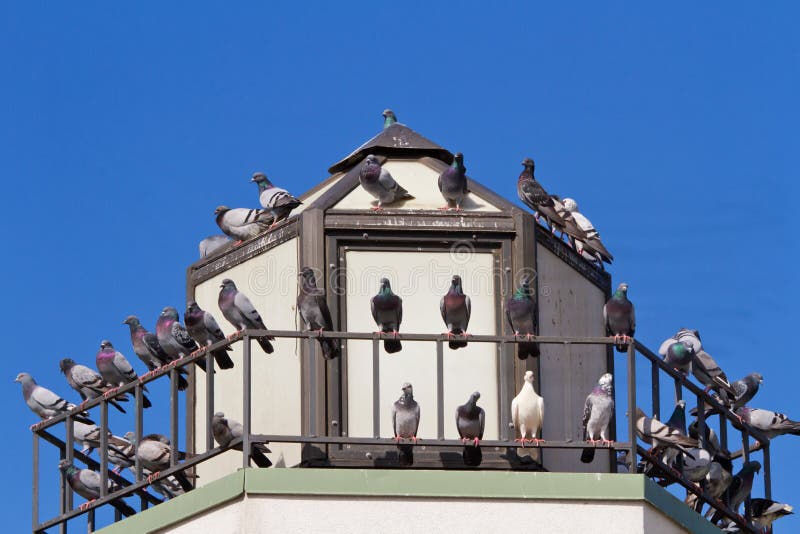 Pigeon stock photo. Image of sunlight, dove, sitting - 46000150