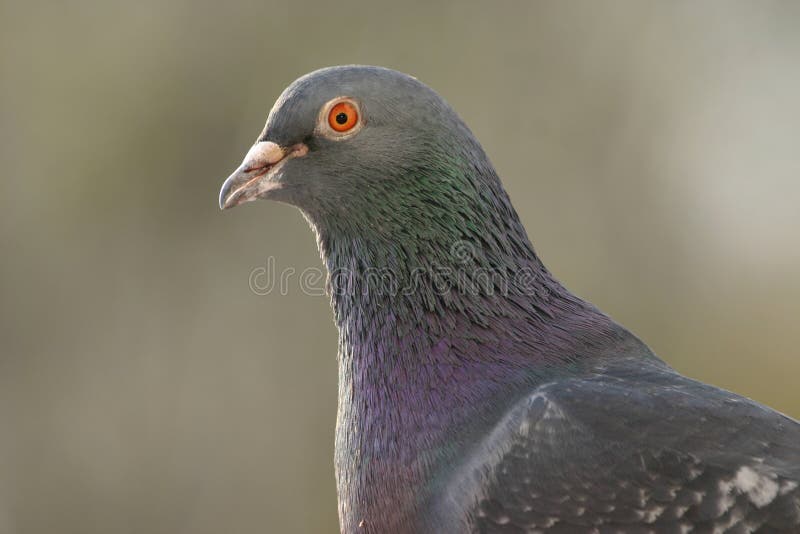 Pigeon, Culver Bird Frontal Portrait Stock Image - Image of blue, gray ...
