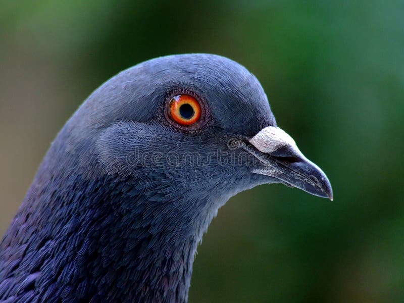 Pigeon, Culver Bird Frontal Portrait Stock Image - Image of blue, gray ...