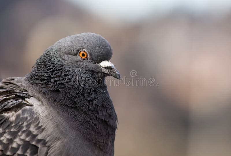 Pigeon, Culver Bird Frontal Portrait Stock Image - Image of blue, gray ...