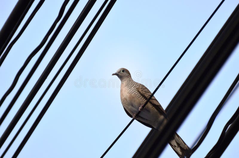 Pigeon portrait stock image. Image of park, cable, nature - 103415837