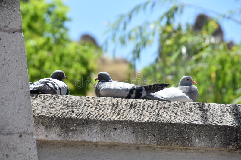 A Pigeon Poses Triumphantly on a Gilded Post in the French City of ...