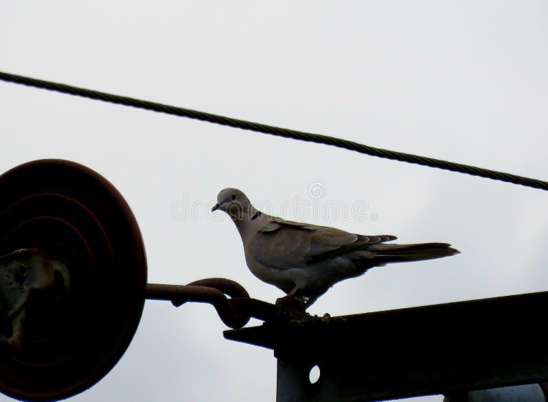A Pigeon Poses Triumphantly on a Gilded Post in the French City of ...