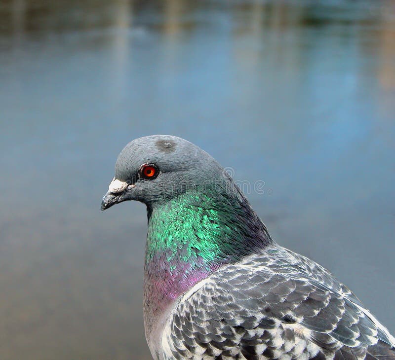 Pigeon profile stock photo. Image of colors, feather, close - 136352
