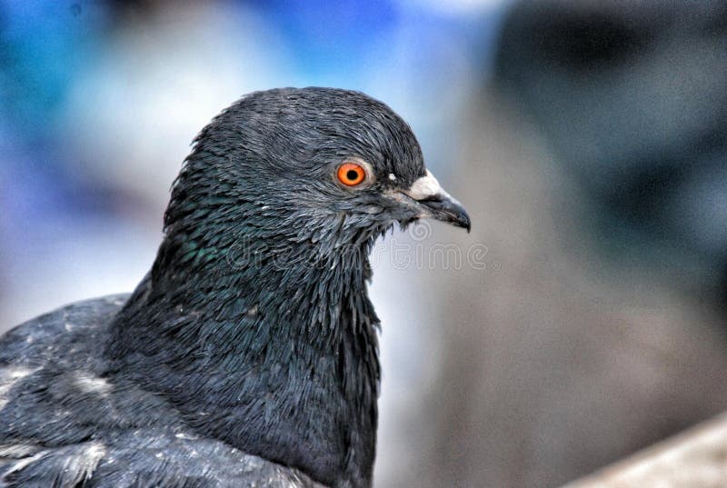 2,431 Pigeon Profile Stock Photos - Free & Royalty-Free Stock Photos ...