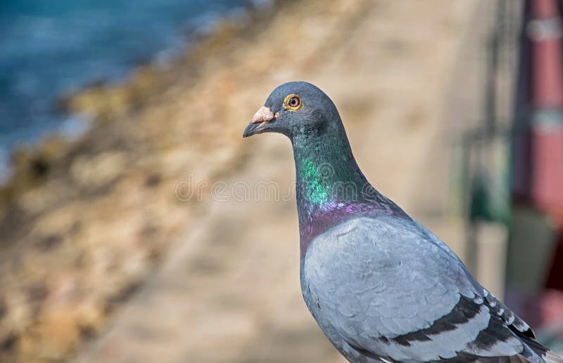 2,553 Pigeon Profile Stock Photos - Free & Royalty-Free Stock Photos ...